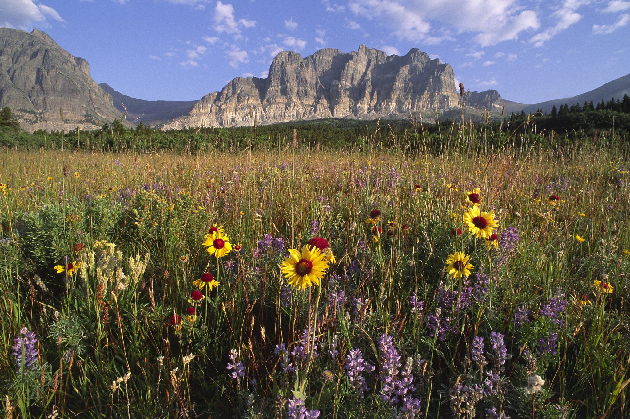 The Falcoln’s Eye: Nature Photographs by Michael Sample - Glacier Art ...